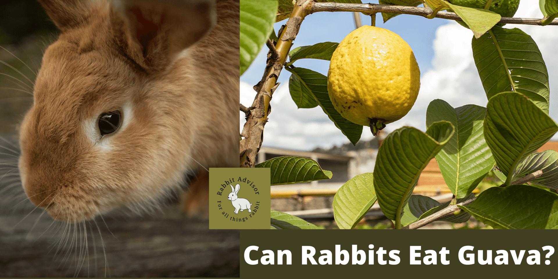 Can Rabbits Eat Guava? (A Guide to Safe Feeding) - Rabbit Advisor